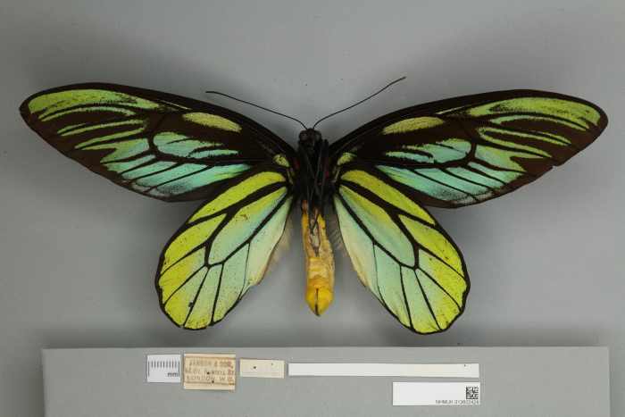 Top 10 Most Beautiful Butterflies in the World - HubPages