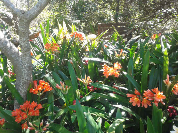 The Inspiration of Flowers in Photos - HubPages