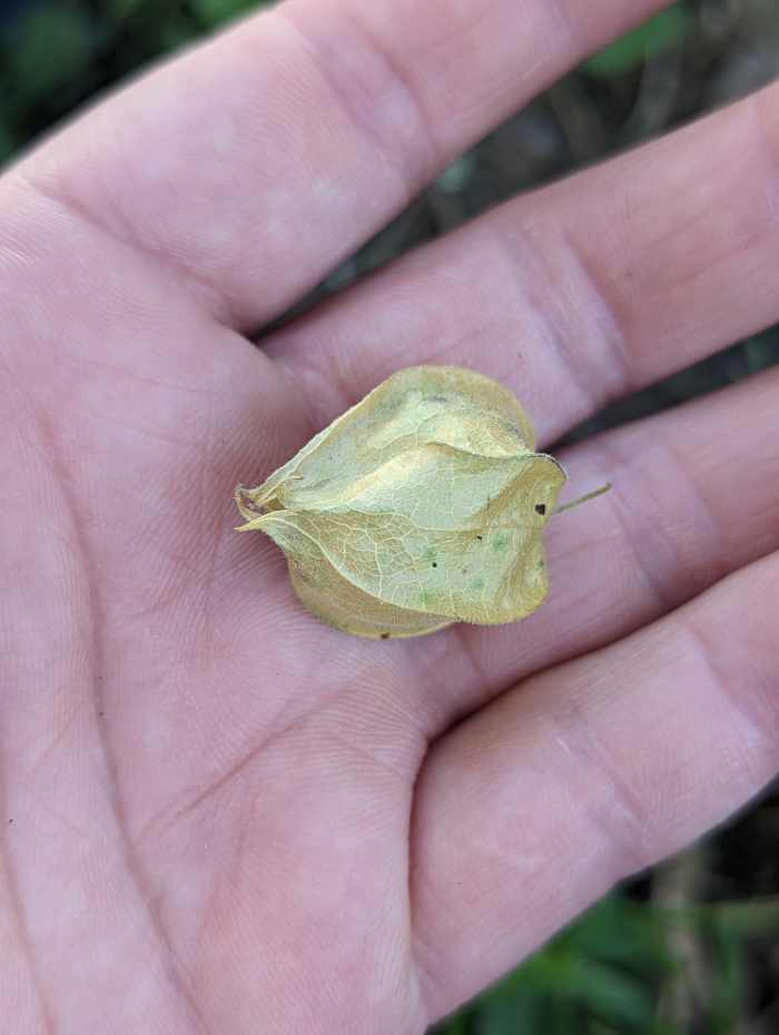 Ground Cherry Tomatoes from Seed - HubPages