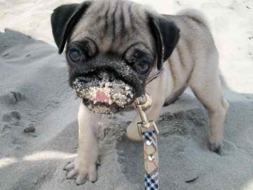 Are Pugs Good Family Dogs? - HubPages