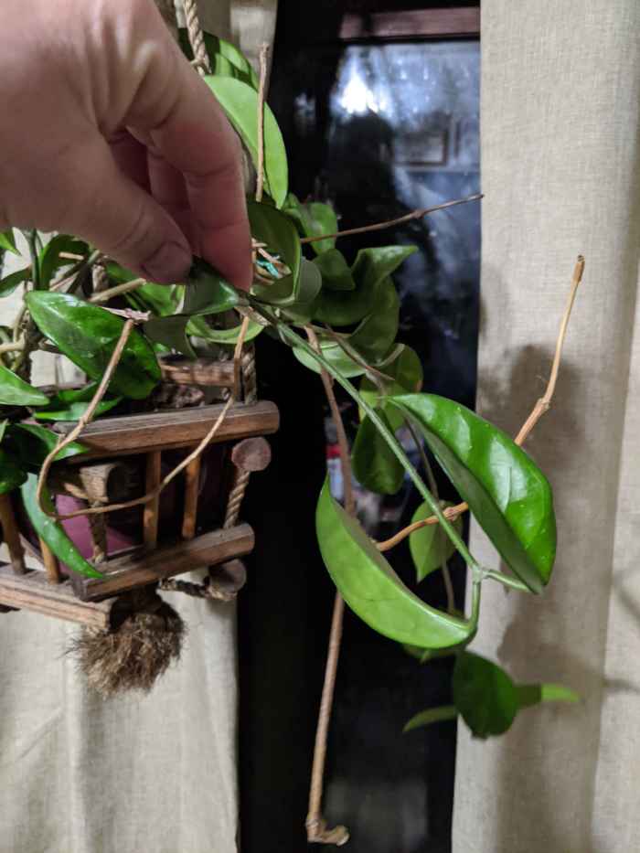 Hoya - Forcing Rootboundedness - HubPages