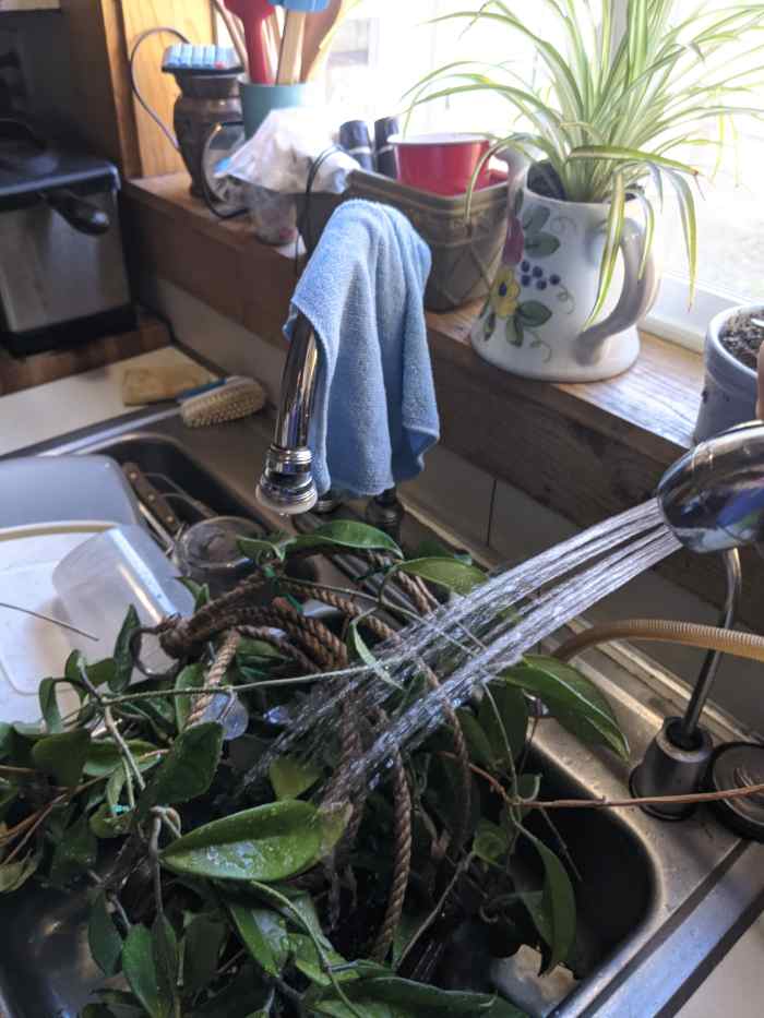 Hoya - Forcing Rootboundedness - HubPages