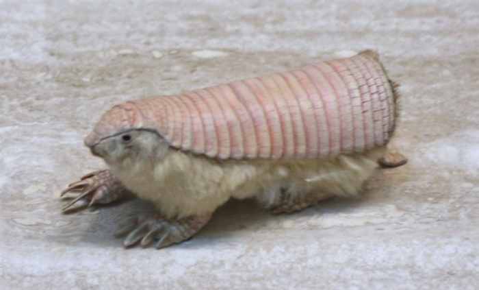 Top 10 Strange Animals and Where to Go to See Them - HubPages