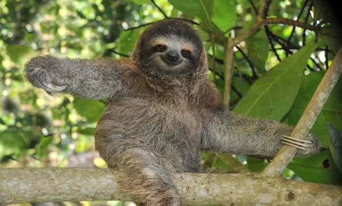 Top 10 Strange Animals and Where to Go to See Them - HubPages