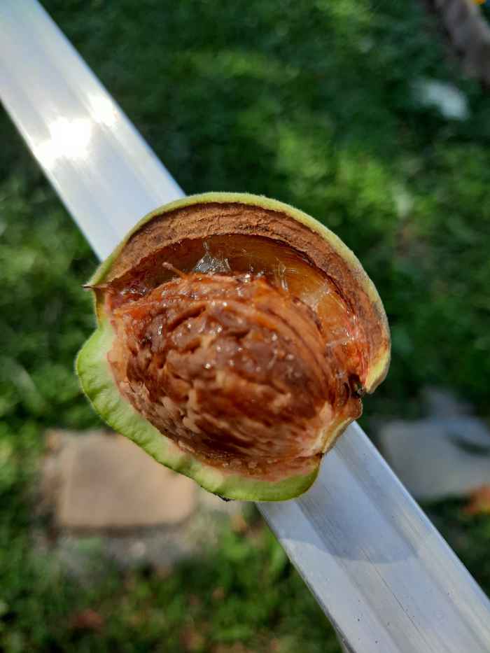 How to Harvest Almonds in Pennsylvania - HubPages