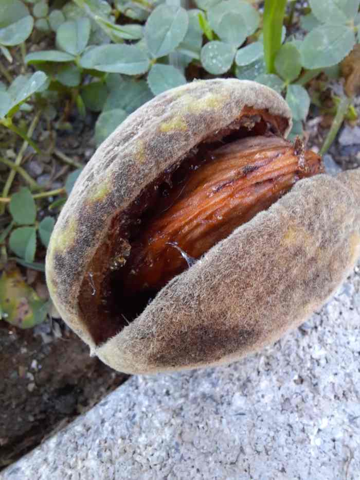 How to Harvest Almonds in Pennsylvania - HubPages