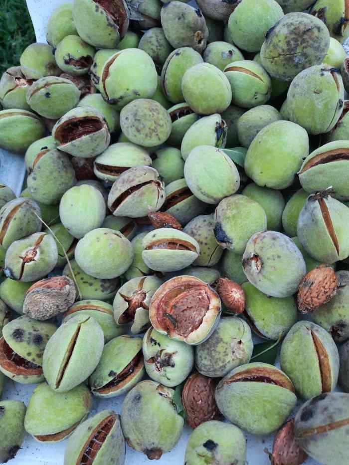 How to Harvest Almonds in Pennsylvania - HubPages