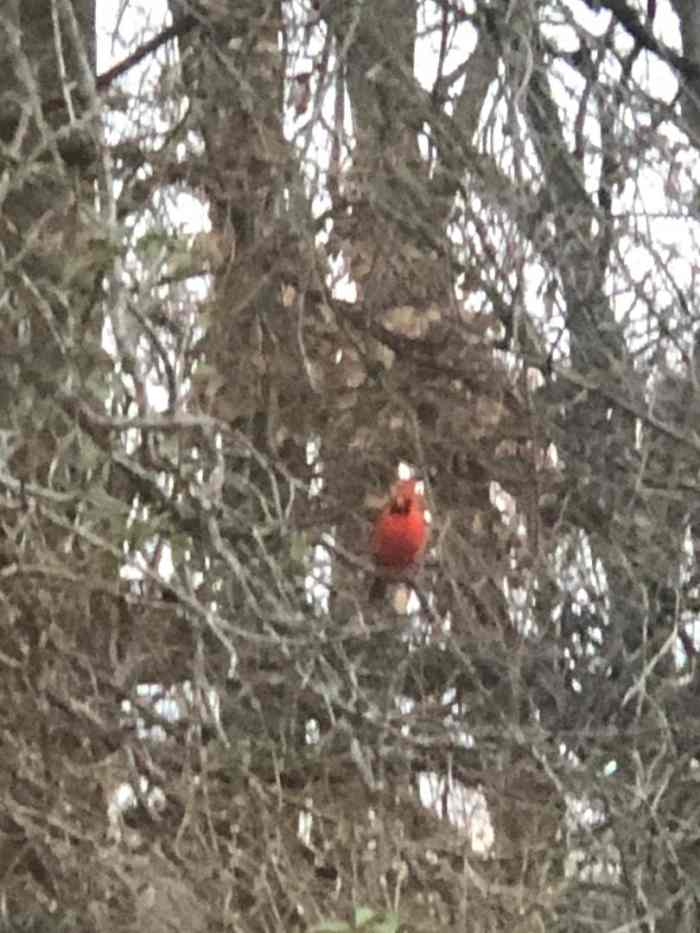 Heavenly Red Cardinal Message Poem With Reflection - HubPages