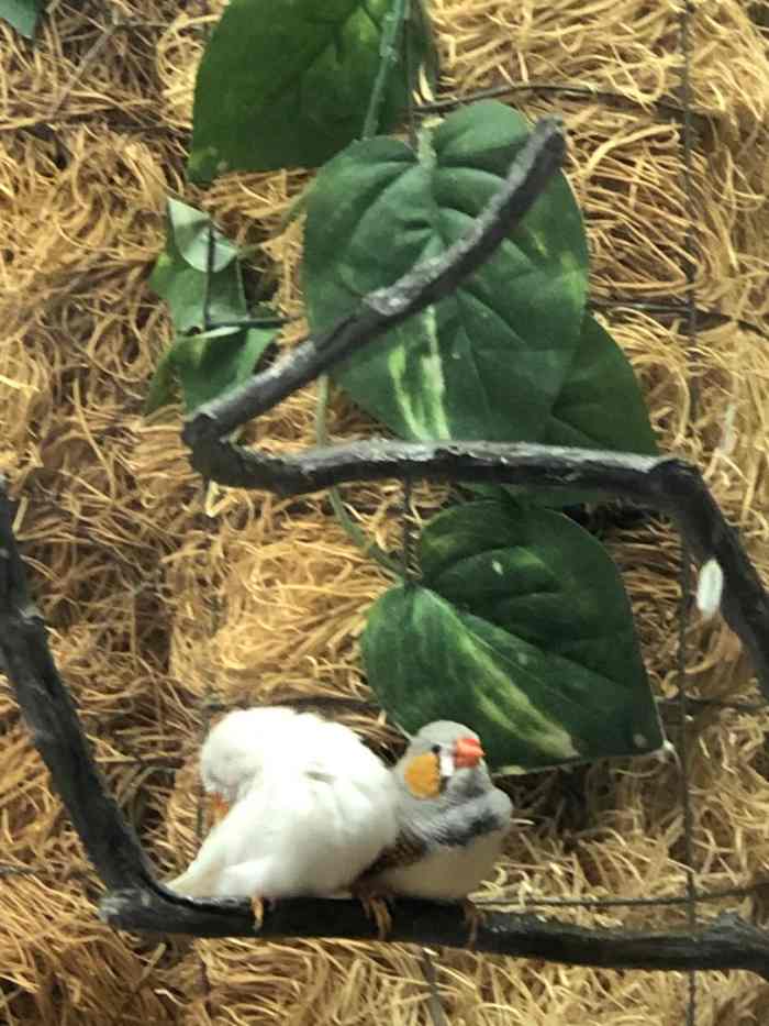 Heavenly Red Cardinal Message Poem With Reflection - HubPages