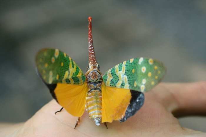 Top 15 Most Beautiful Insects and Most Amazing Bugs in the World - HubPages