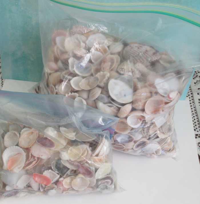 Best Shelling Locations in Florida - HubPages