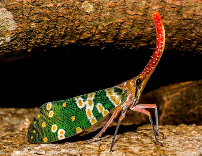 Top 15 Most Beautiful Insects and Most Amazing Bugs in the World - HubPages