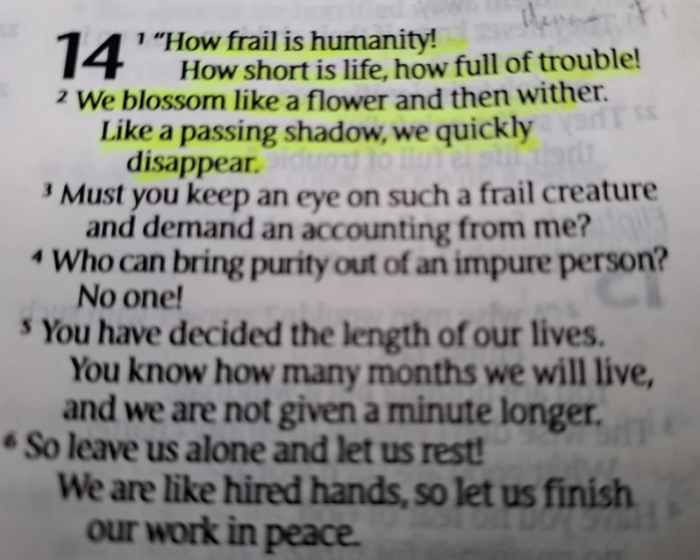 Job 14: A Reflection - HubPages