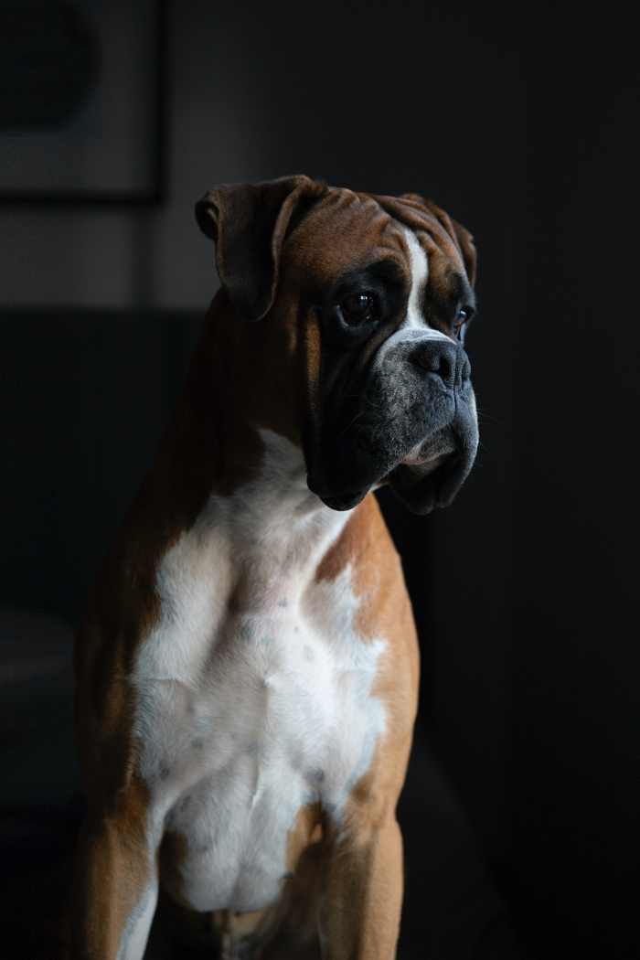 Top 7 Reasons Why Boxers Are the Best Family Dog Breed - HubPages