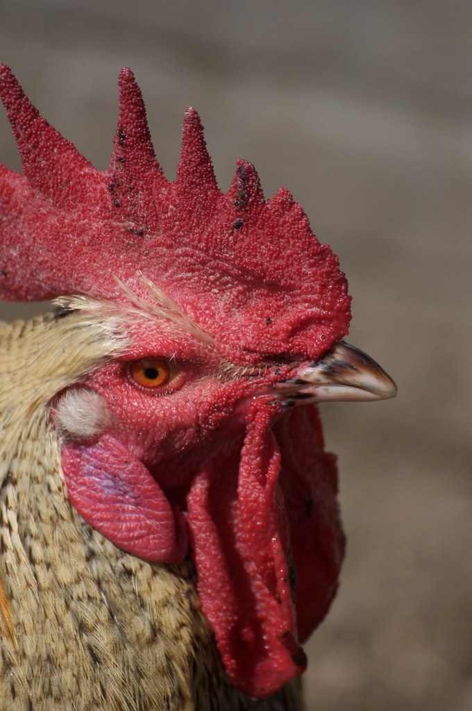 The Legend of the Roosters' Comb: A Filipino Legend - HubPages