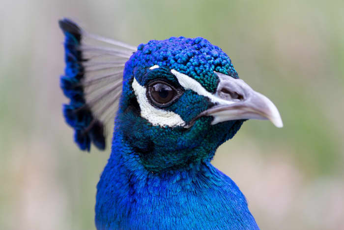 8 Fun Facts About The Indian Peacock Owlcation
