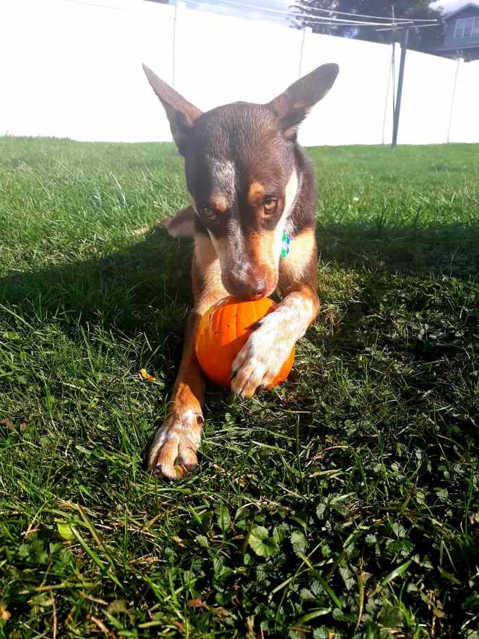 Enrichment Activities to Keep Your Dog Happy and Healthy - HubPages