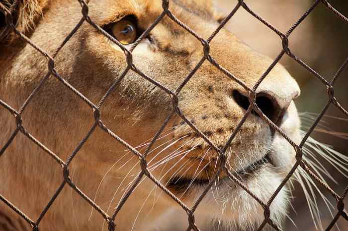 Should Animals be in Zoos? - HubPages
