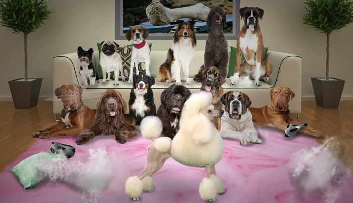 Choosing the Right Breed of Dog for Your Personality and Lifestyle ...