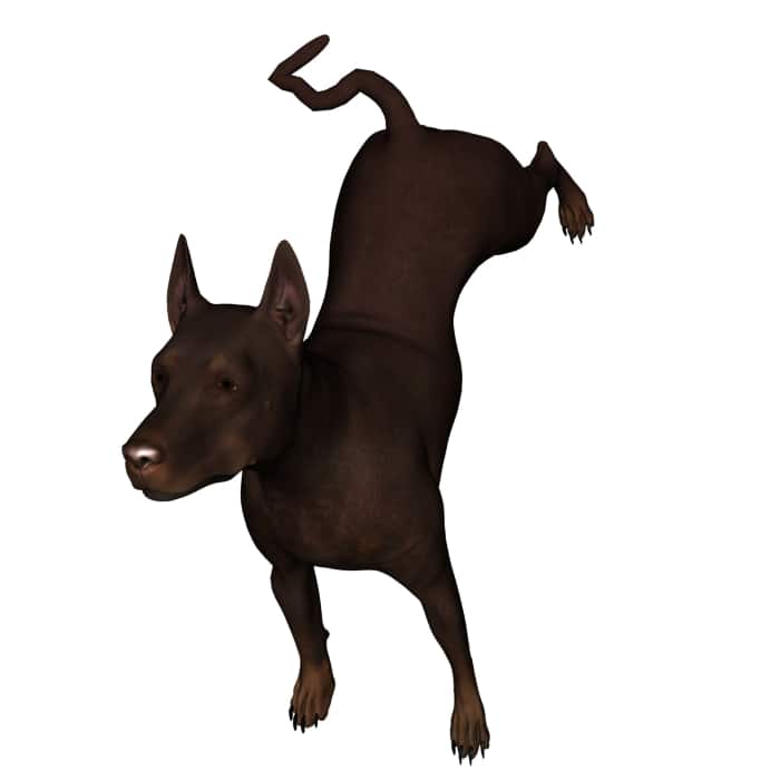 Odd Dog Behaviours and What They Mean - HubPages