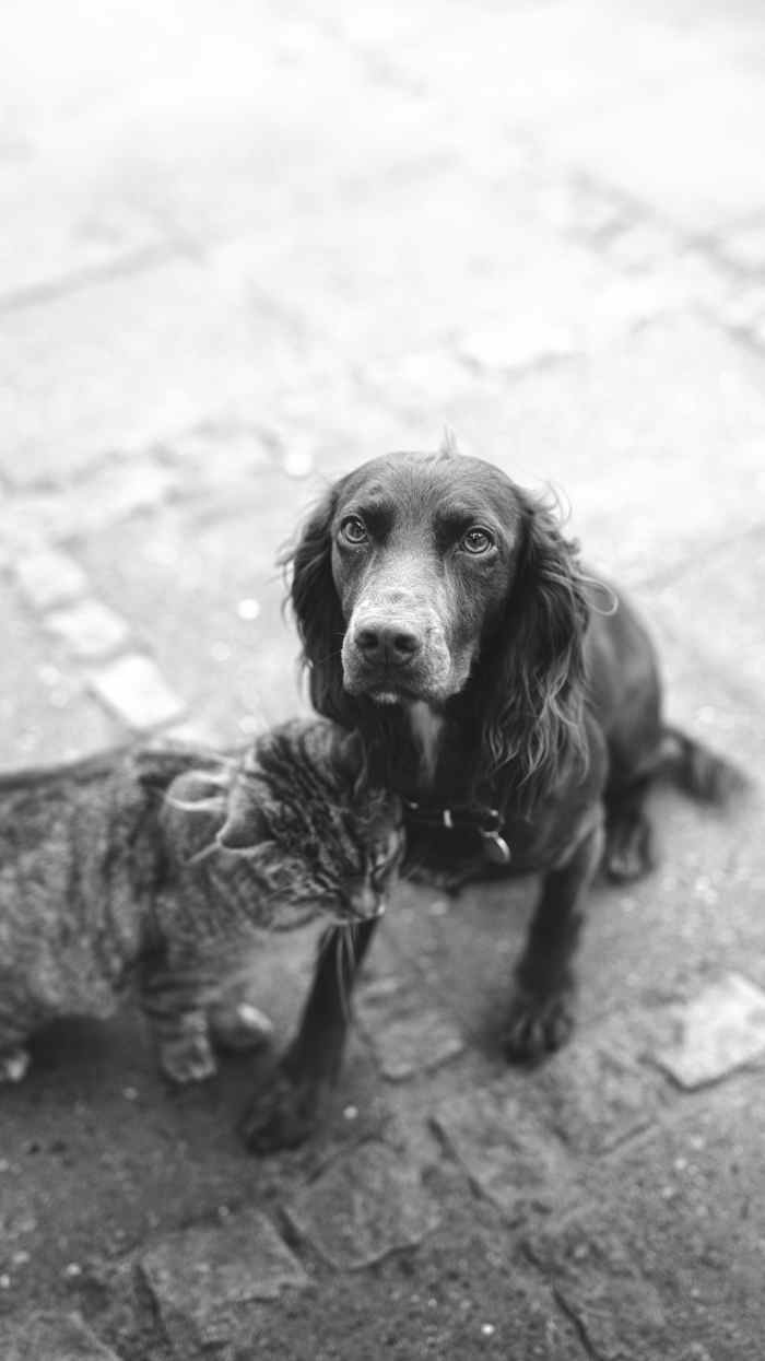 6 Common Cat Behaviors Explained - HubPages