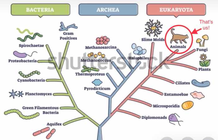 Critical Face Theory: An Introduction - HubPages