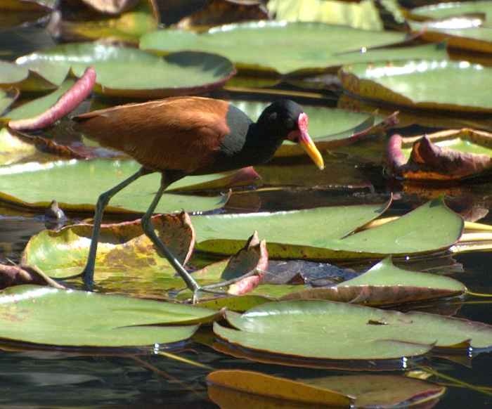 The Wattled Jacana - HubPages