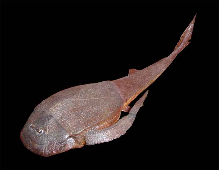 Devonian Earth: A World of Giant Sea Scorpions, Deadly Armored Fish ...