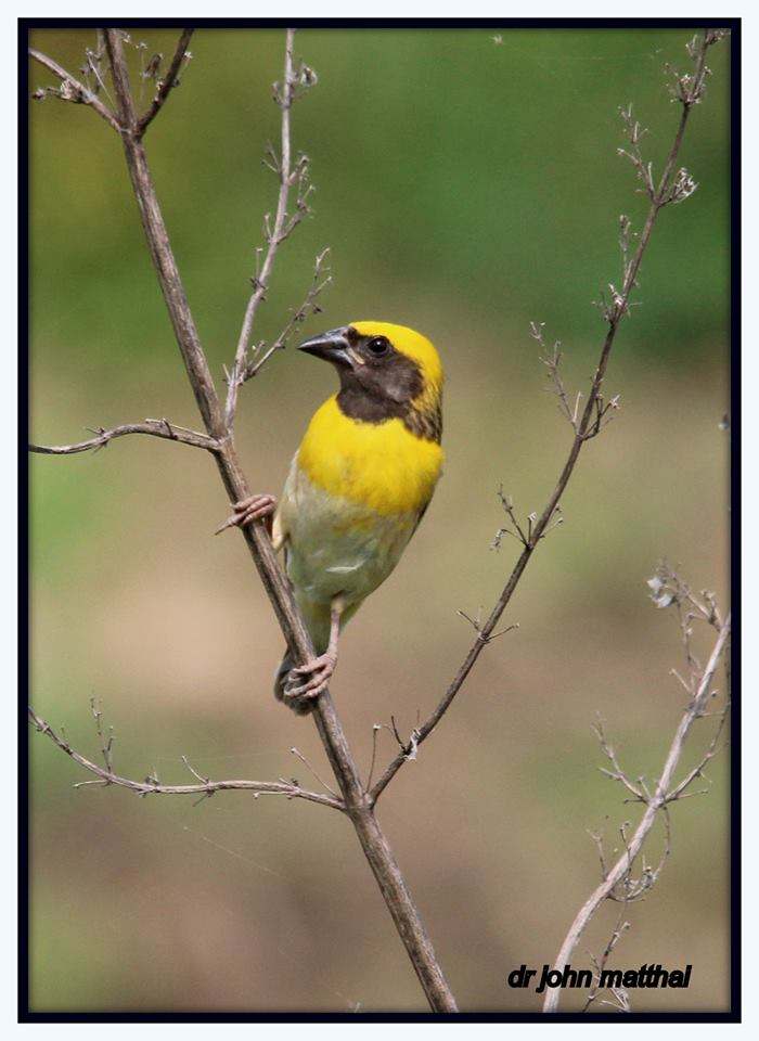 About Birding in Bandhavgarh - HubPages