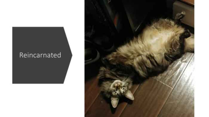 A Cat Named Trick Is the Reincarnation of Richard Nixon - HubPages