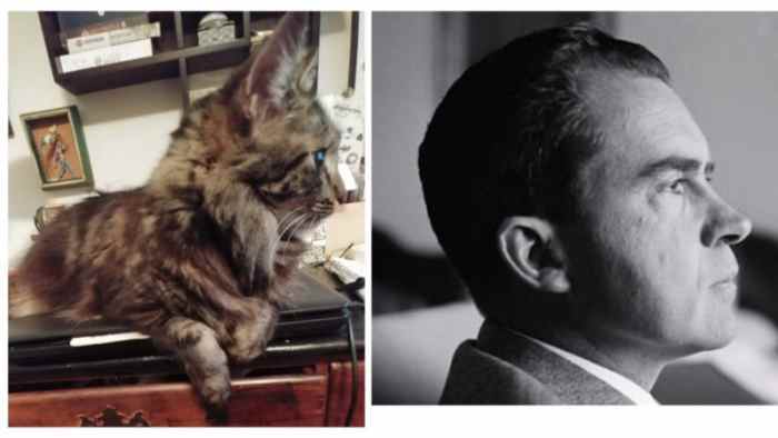 A Cat Named Trick Is the Reincarnation of Richard Nixon - HubPages