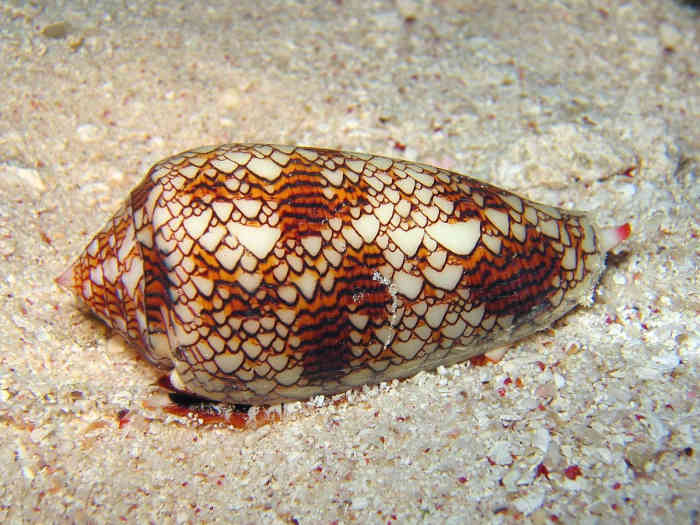 Cone Shells – Predatory Gastropods Living in the Great Barrier Reef ...