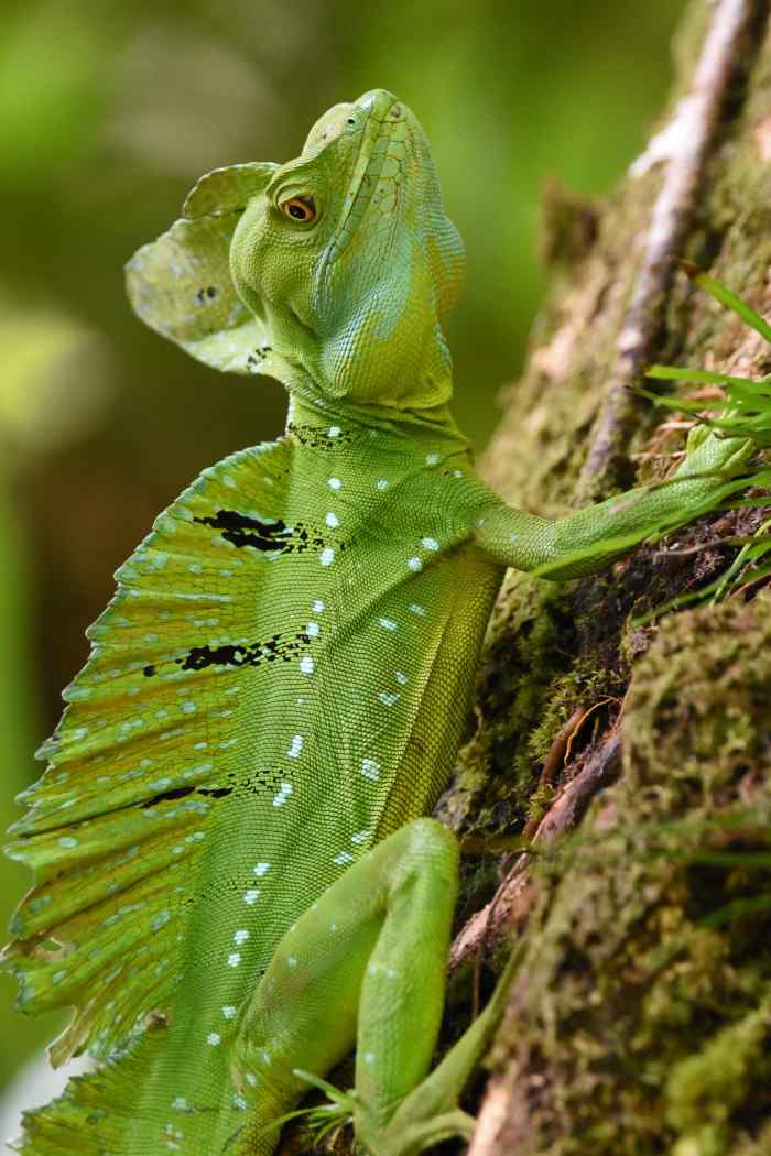 10 Types of Most Beautiful Lizards in the World (With Honorable ...