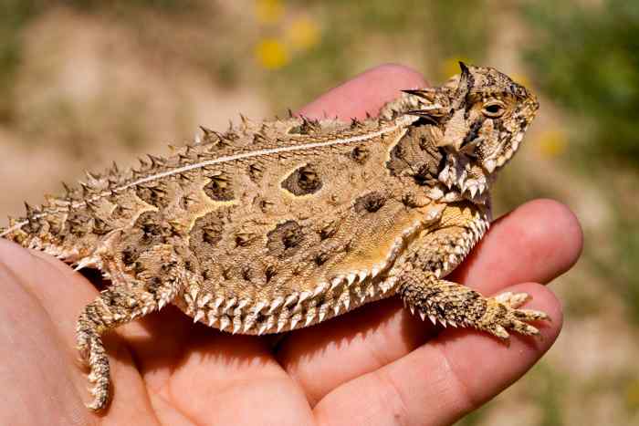 10 Types of Most Beautiful Lizards in the World (With Honorable ...