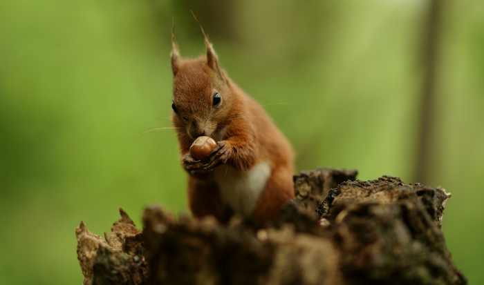 What is the Celtic Month of Hazel? - HubPages