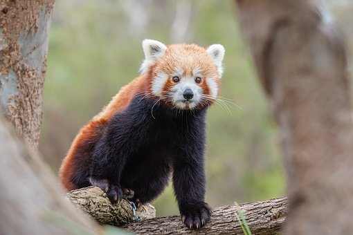 How to Help Save the Red Pandas From Becoming Extinct - HubPages
