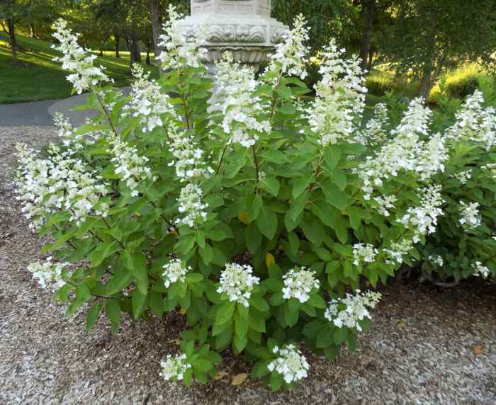 5 Late-Blooming Hydrangea Varieties for Your Fall Garden - HubPages