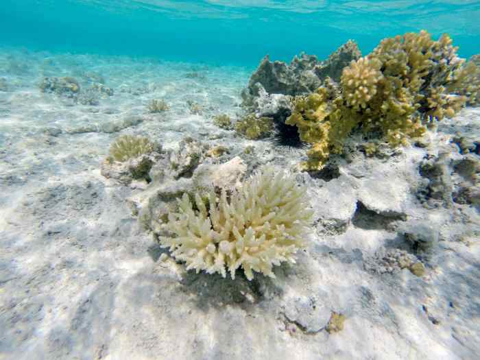 Devolution or Design: Can We Find Meaning in Degeneration? - HubPages