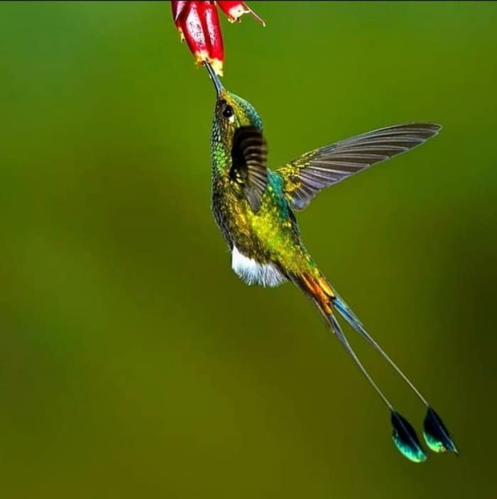 Marvellous Spatuletail: Nature’s Most Charming Bird Species - HubPages