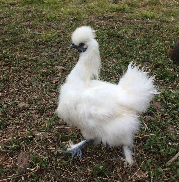 Saving Stanley: How to Help a Chicken With a Twisted Neck... - HubPages