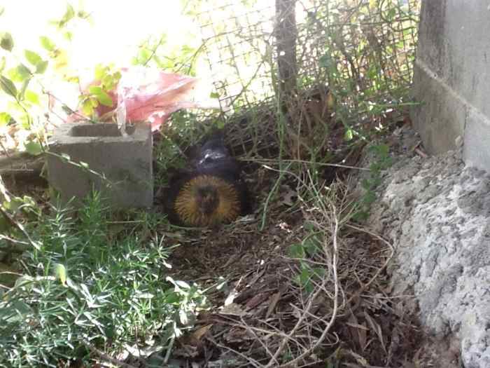 Diary of a Cackleberry Farmer #2 - HubPages