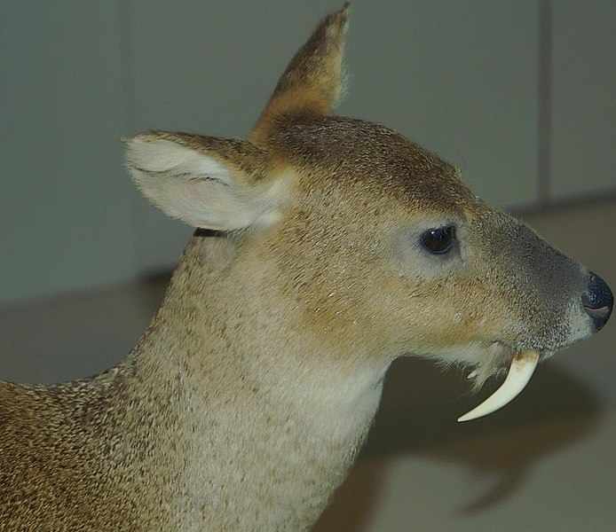 The Evolution and Behaviors of Fanged Deer - HubPages