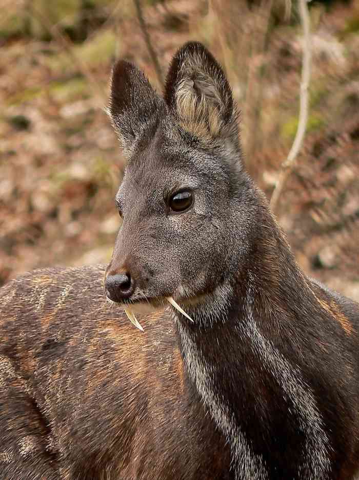 The Evolution and Behaviors of Fanged Deer - HubPages