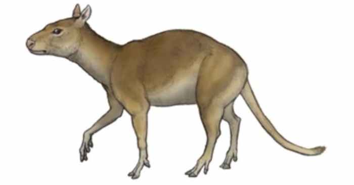 The Evolution and Behaviors of Fanged Deer - HubPages