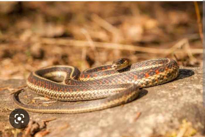 Her Brief Memoir: Be Not Like Snake That Passes on the Rock Part One ...