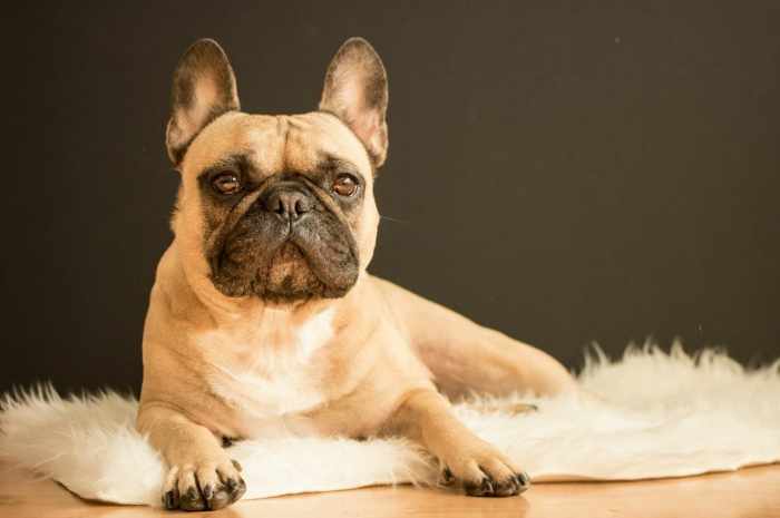 10 Low-Maintenance Small Dog Breeds - HubPages