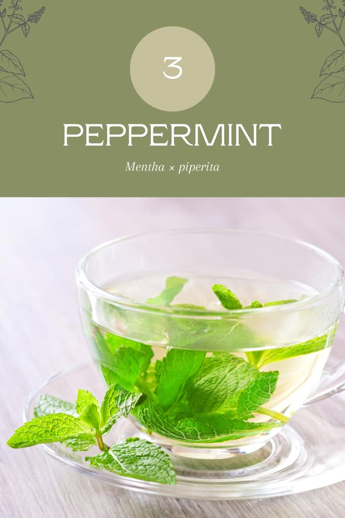 Herbal Teas to Boost Energy and Mood in Winter - HubPages