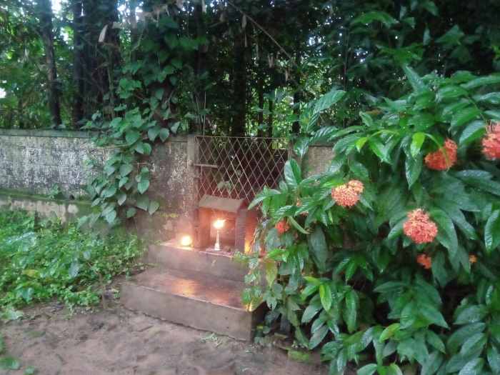 Sacred Roots: My Tharvadu and the Enigmatic Ungu Tree - HubPages