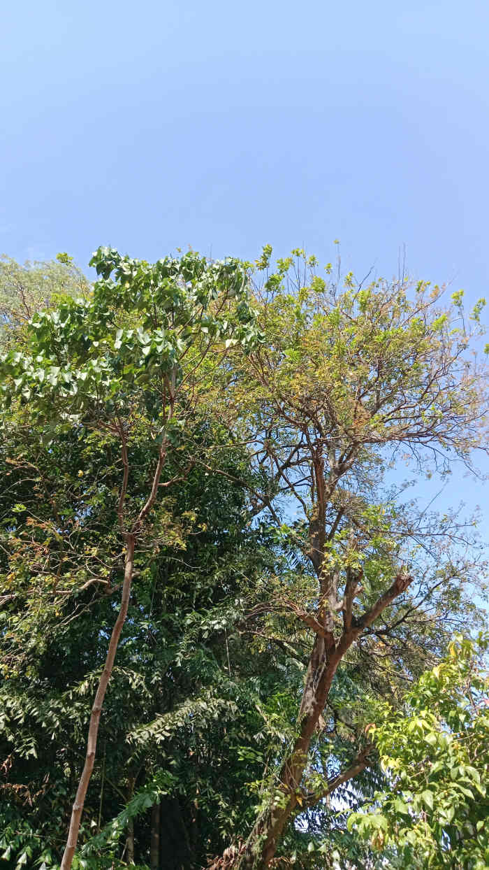 Sacred Roots: My Tharvadu and the Enigmatic Ungu Tree - HubPages