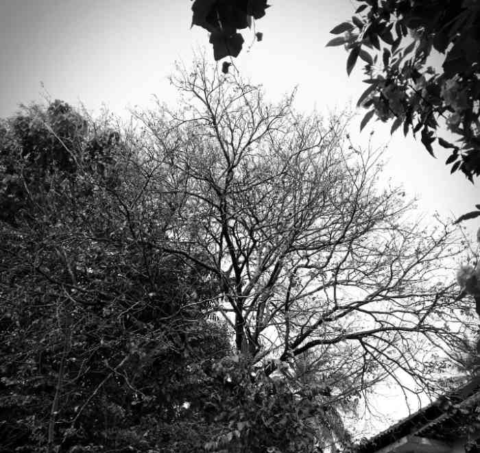 Sacred Roots: My Tharvadu and the Enigmatic Ungu Tree - HubPages